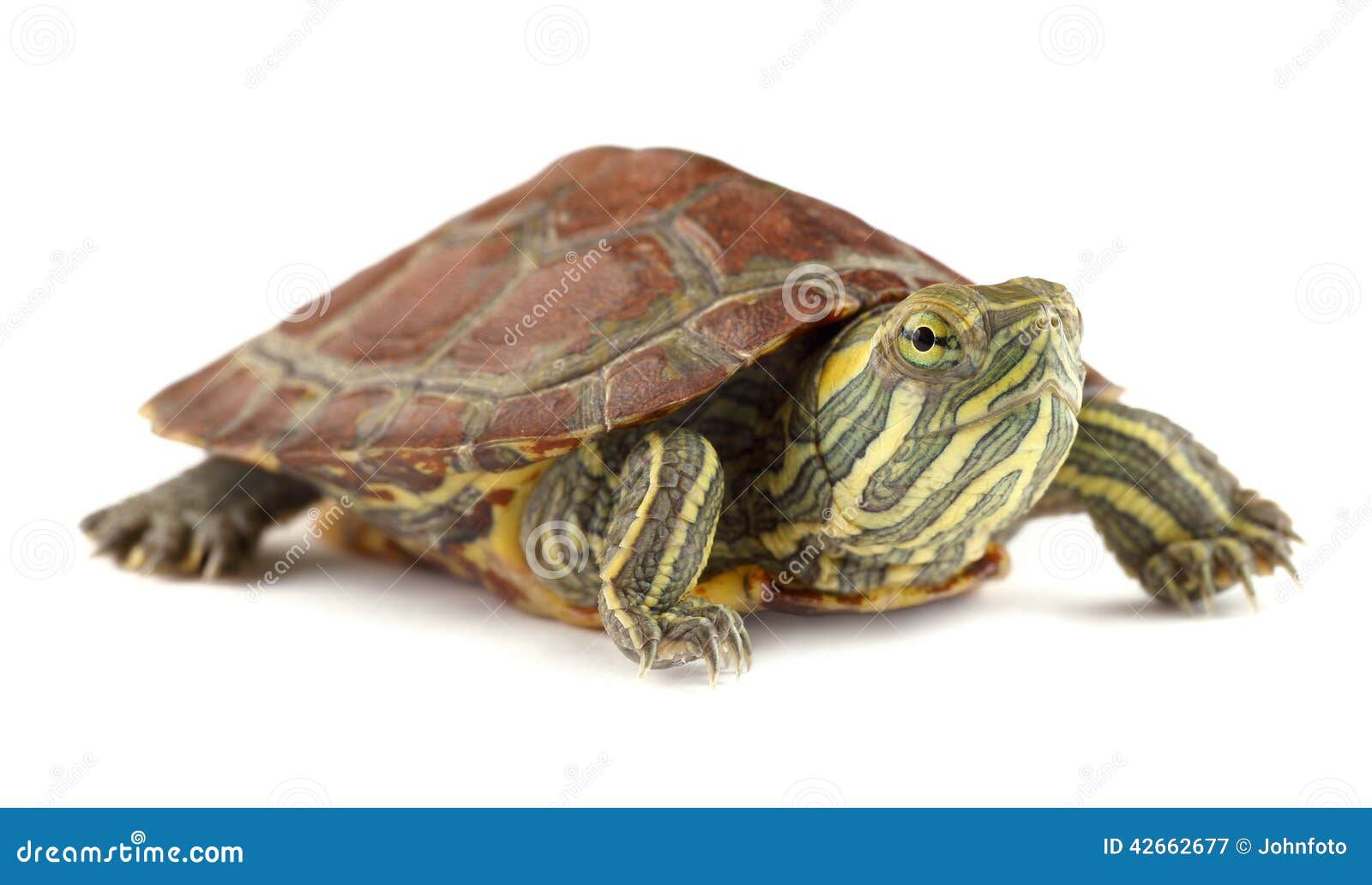 Turtle stock image. Image of slow, reptile, cute, amphibian - 42662677