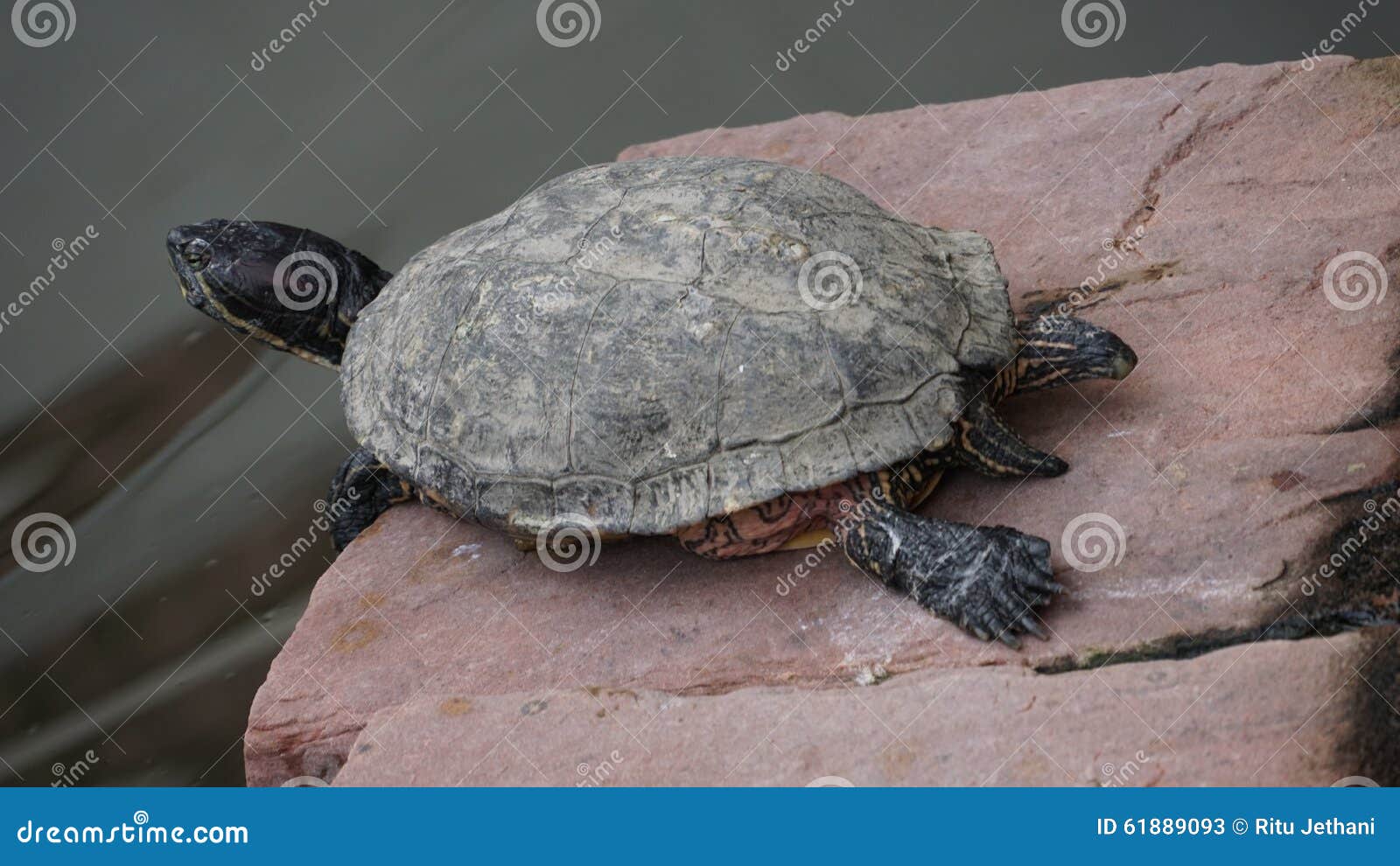 Turtle stock image. Image of small, little, shell, reptile - 61889093