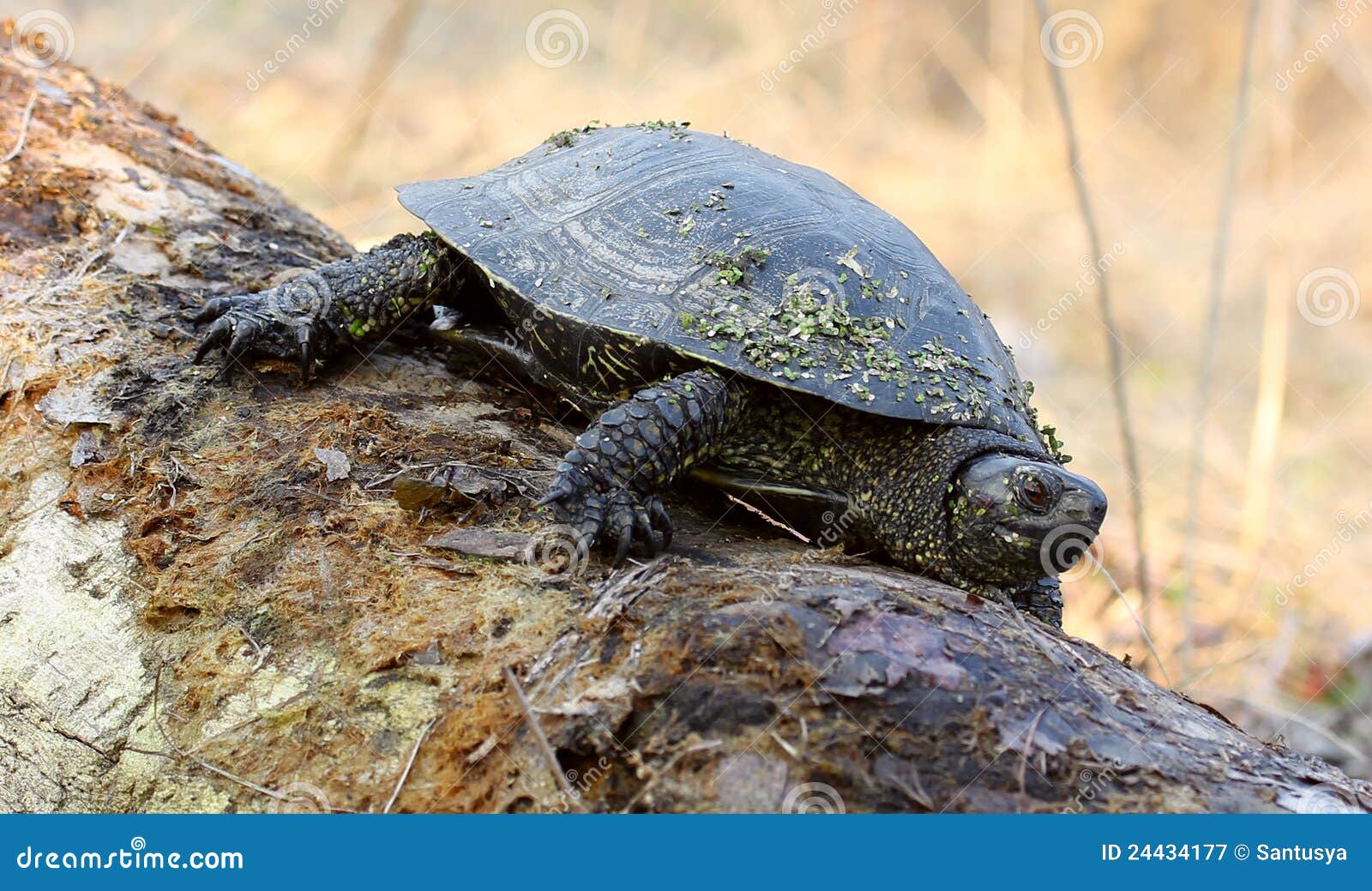 Turtle on a log stock image. Image of swim, reptilian - 24434177