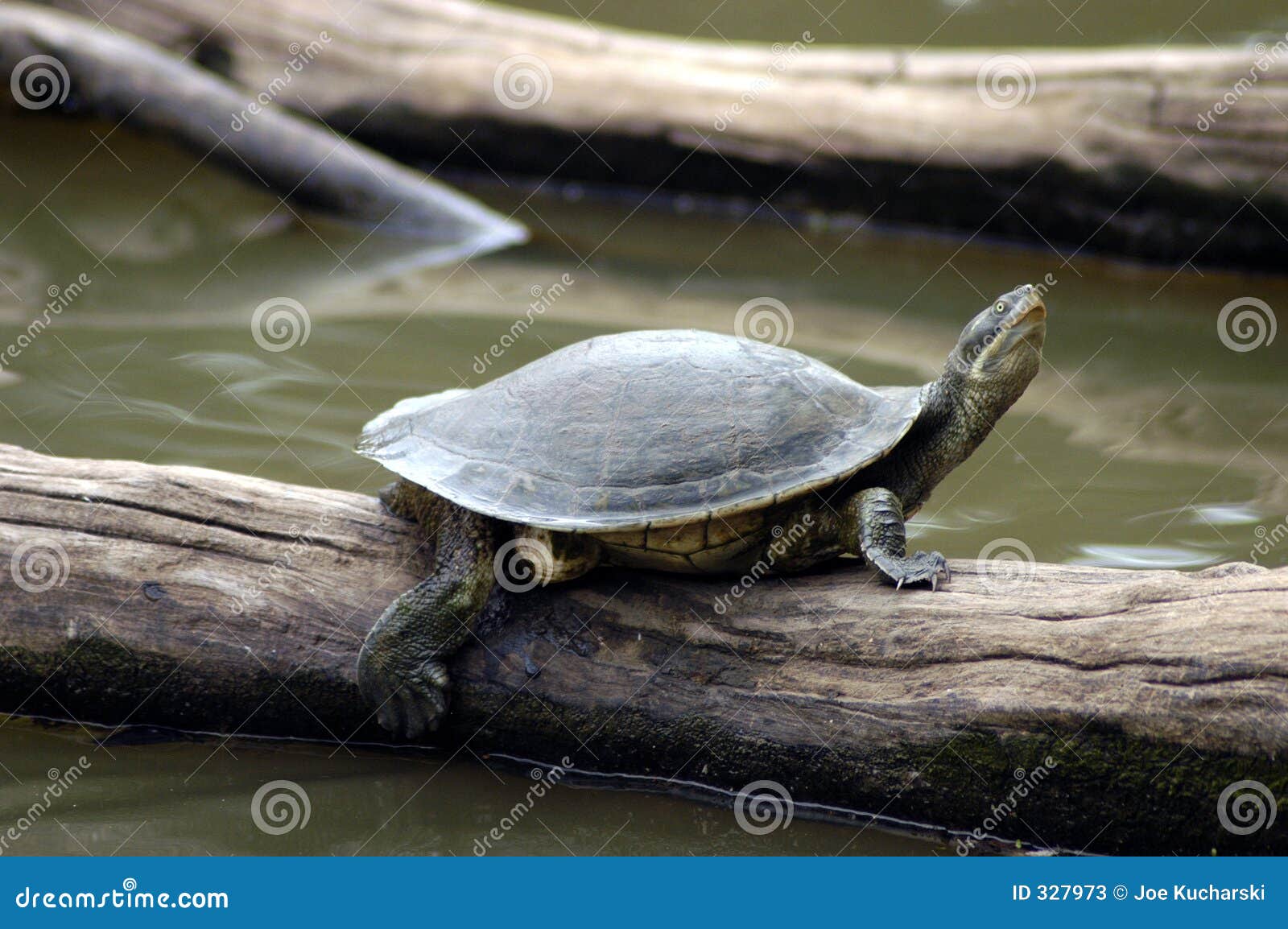 Turtle on log. stock image. Image of turtle, grey, basking - 327973