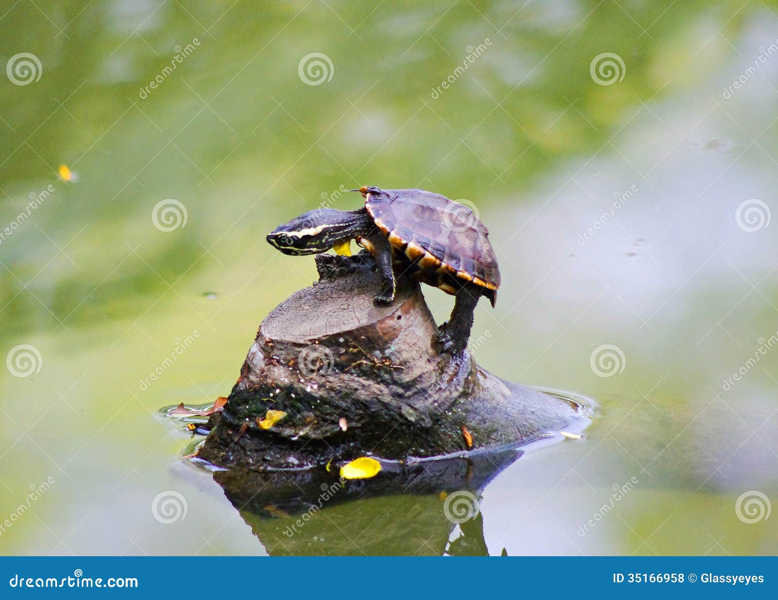 A turtle on a log stock photo. Image of slider, turtle - 35166958