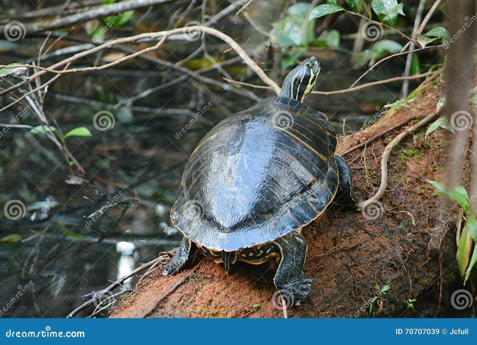 Turtle on a log stock image. Image of pond, basking, leaves - 70707039