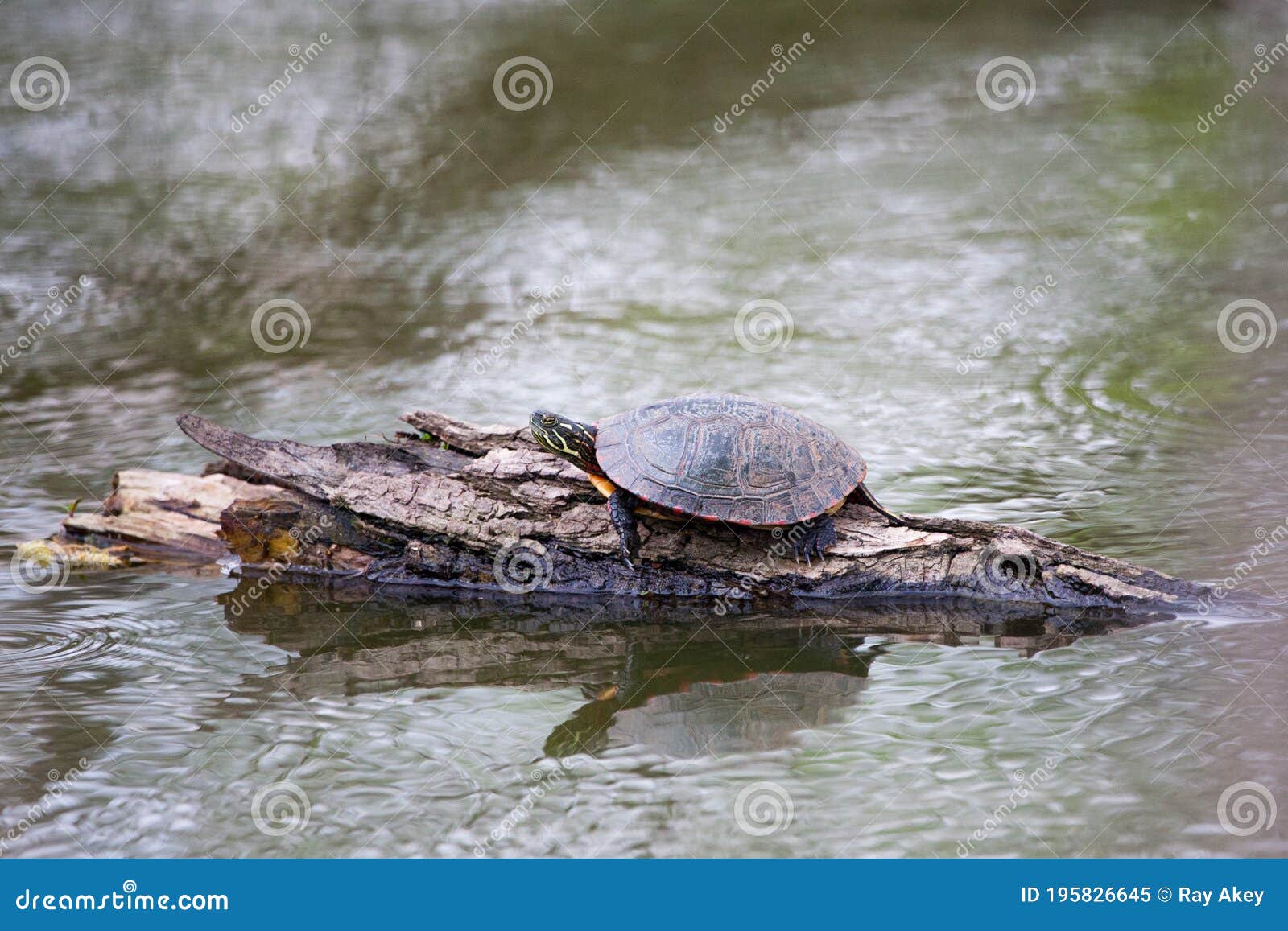 Turtle on a Log stock image. Image of nature, turtle - 195826645