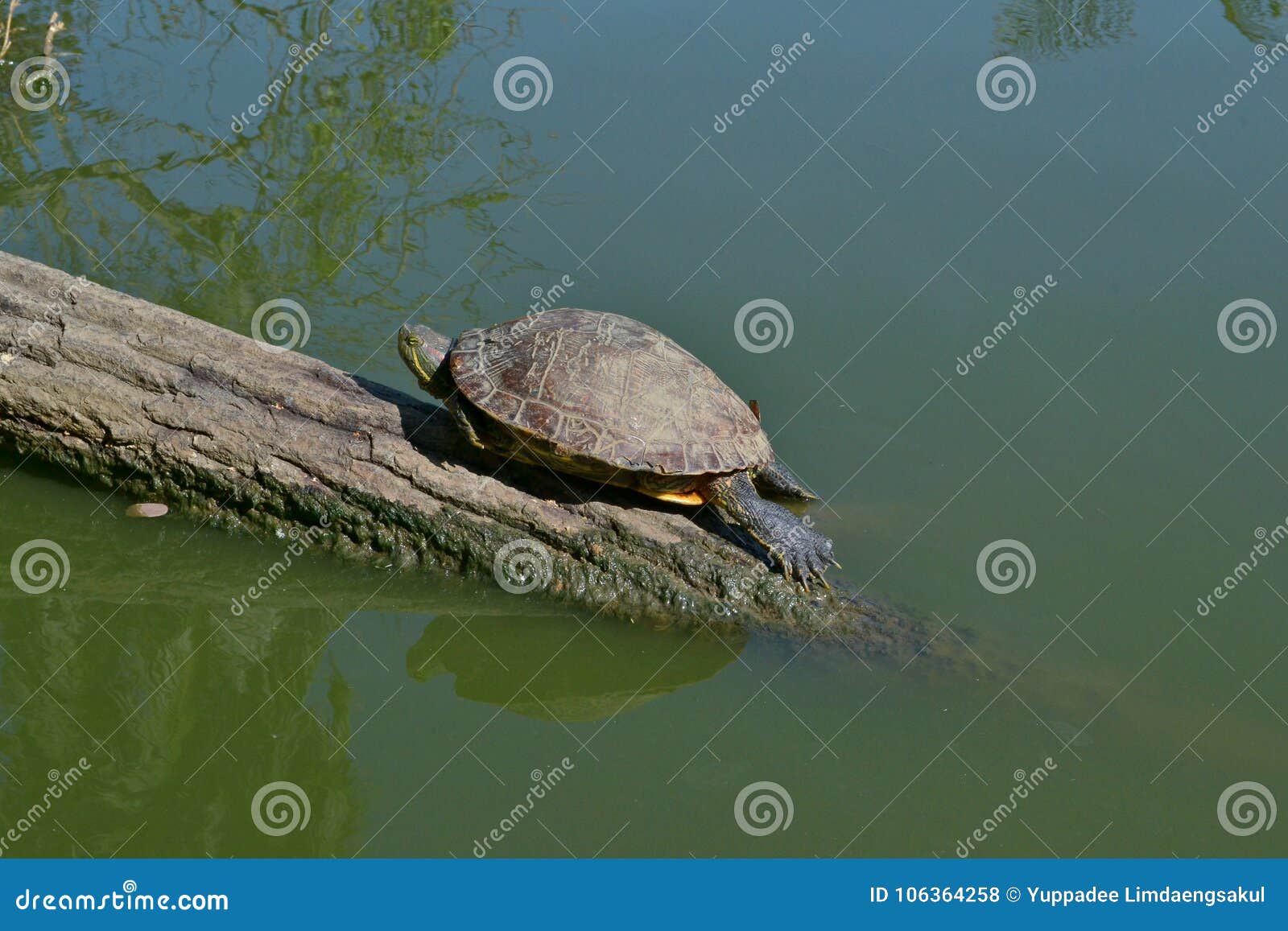 The turtle is on a log stock photo. Image of water, reptile - 106364258