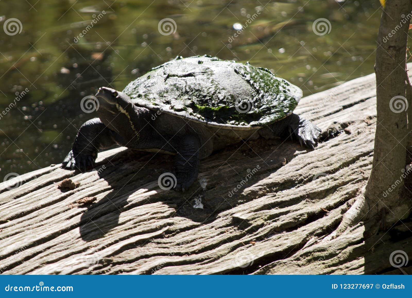 Turtle on log stock image. Image of scales, legs, shell - 123277697