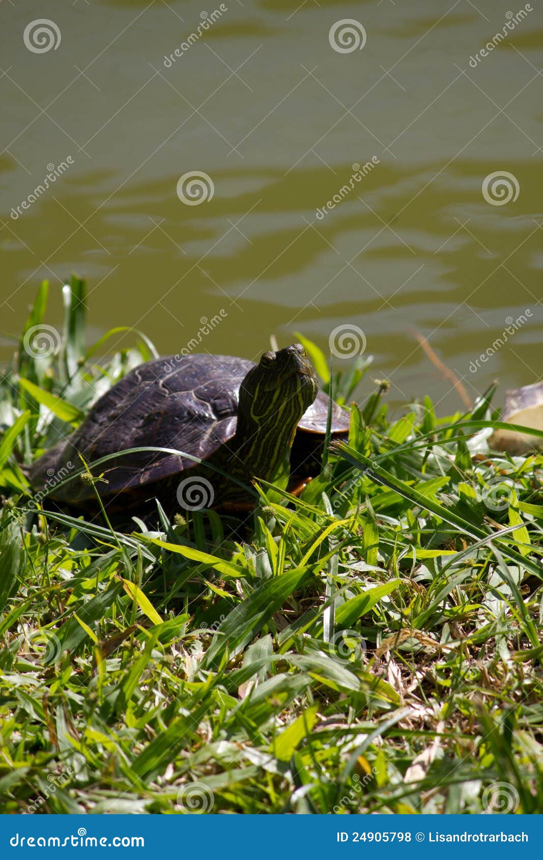 Turtle Lookin To the Camera Stock Photo - Image of natural, tropical ...