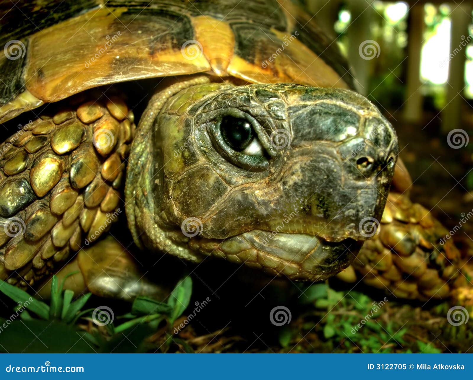 A Turtle Looking at the Camera Stock Image - Image of turtle, macro ...