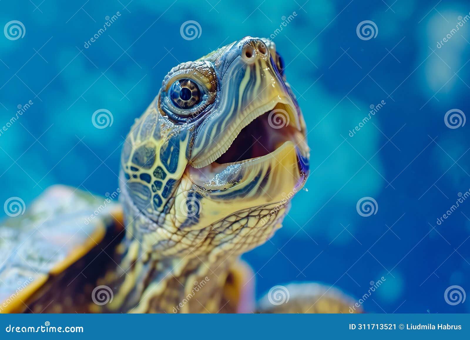 A Turtle is Looking at the Camera with Its Eyes Wide Open Stock Image ...