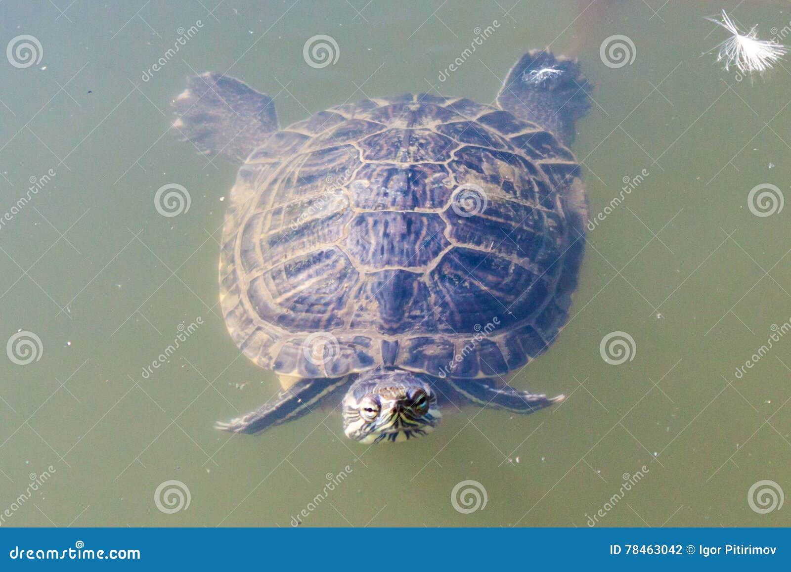 Turtle Looking at the Camera Stock Photo - Image of animal, turtle ...