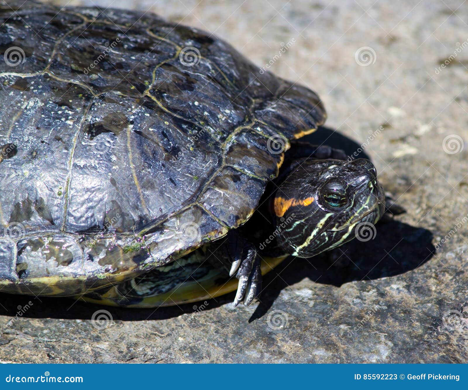Turtle stock image. Image of ectotherms, shell, cold - 85592223