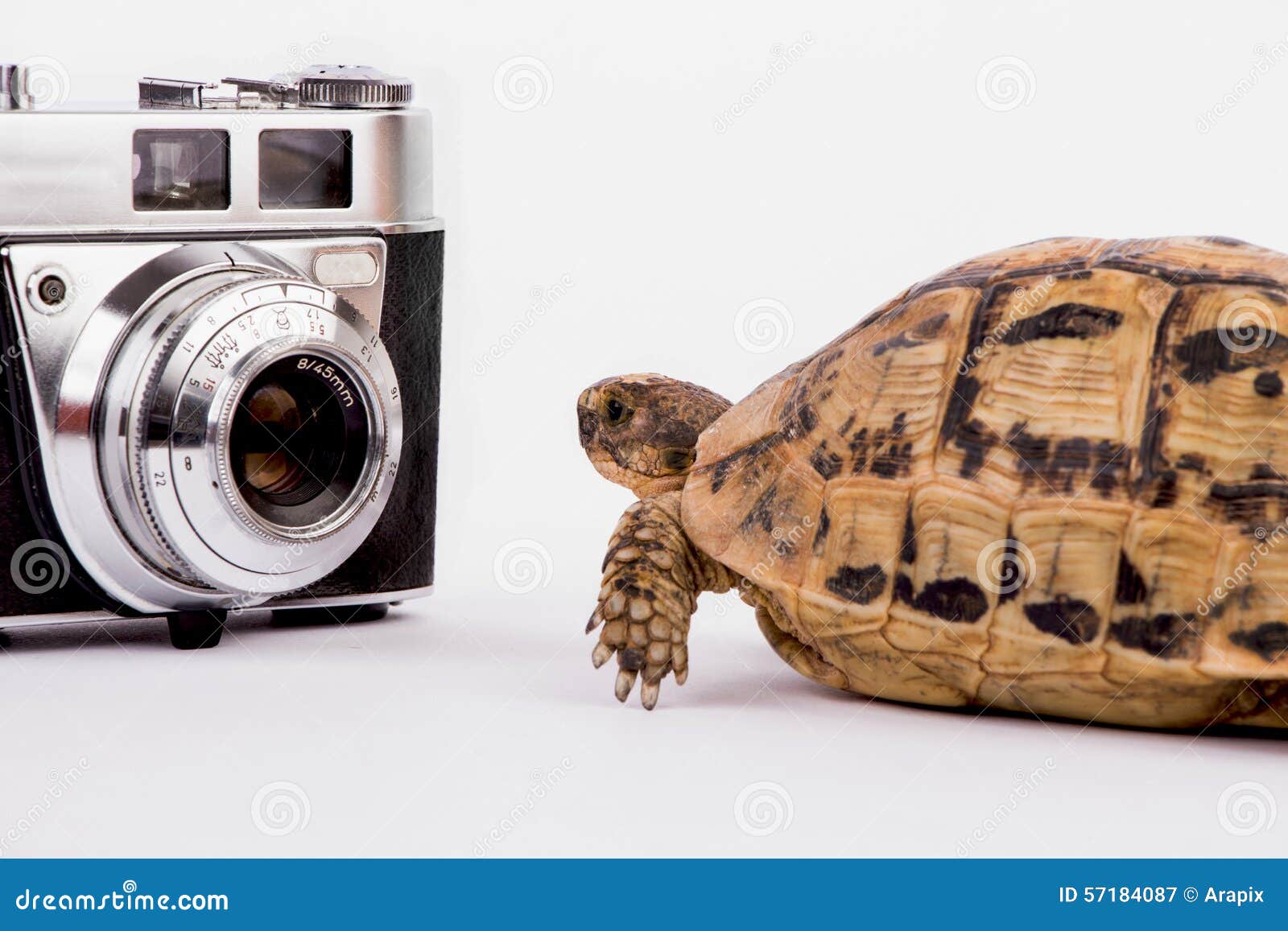 Turtle Looking at an Old Camera Stock Image - Image of portrait ...