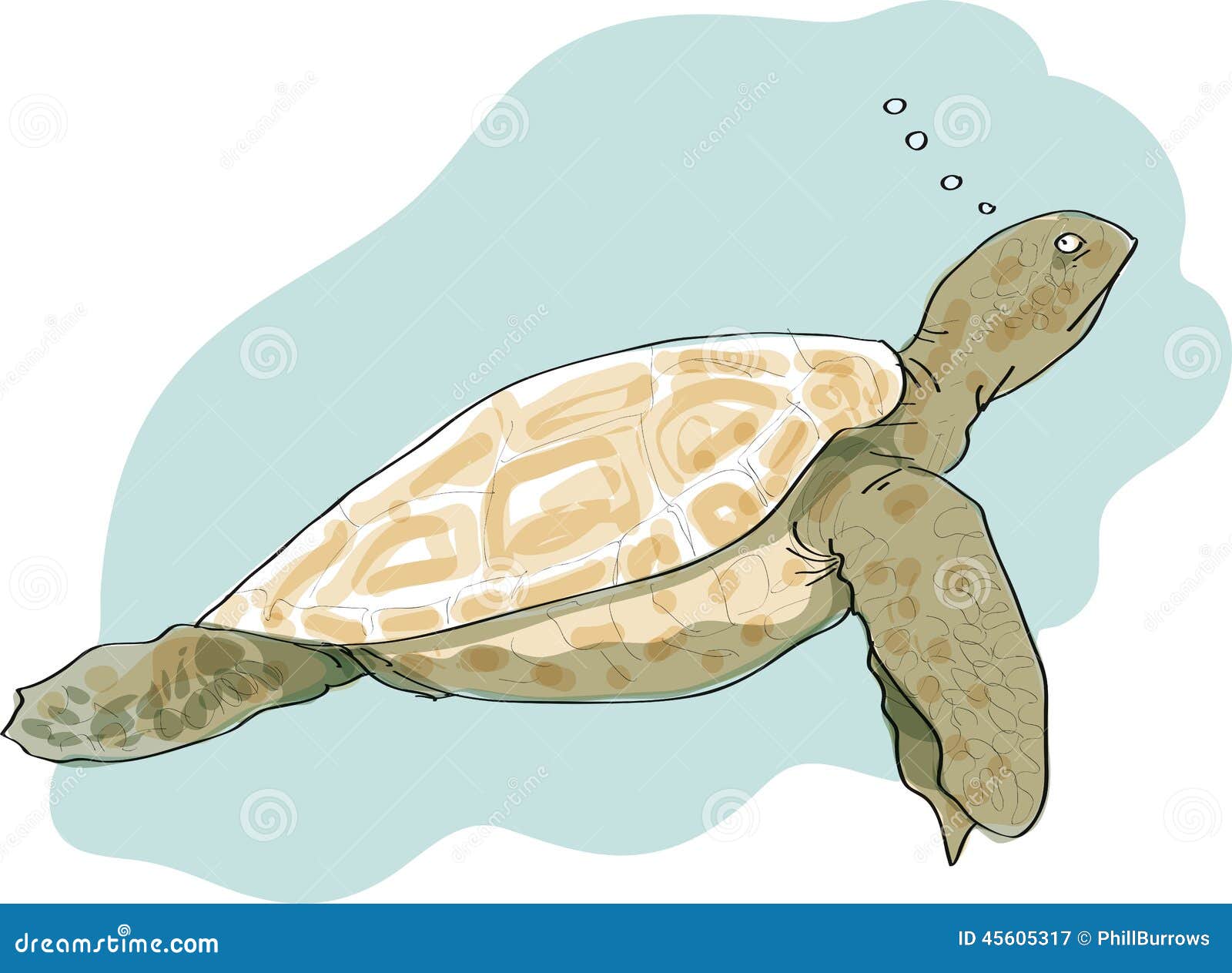 Turtle stock vector. Illustration of species, vector - 45605317