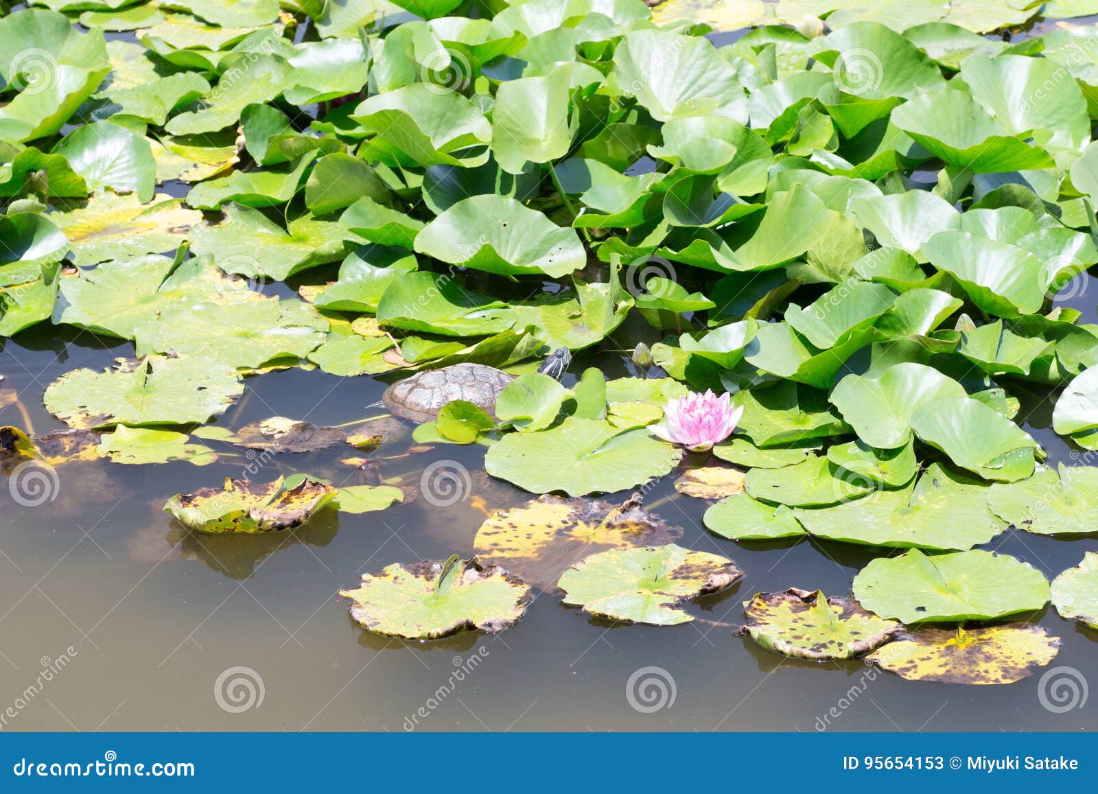 Turtle and lotus flower stock image. Image of design - 95654153