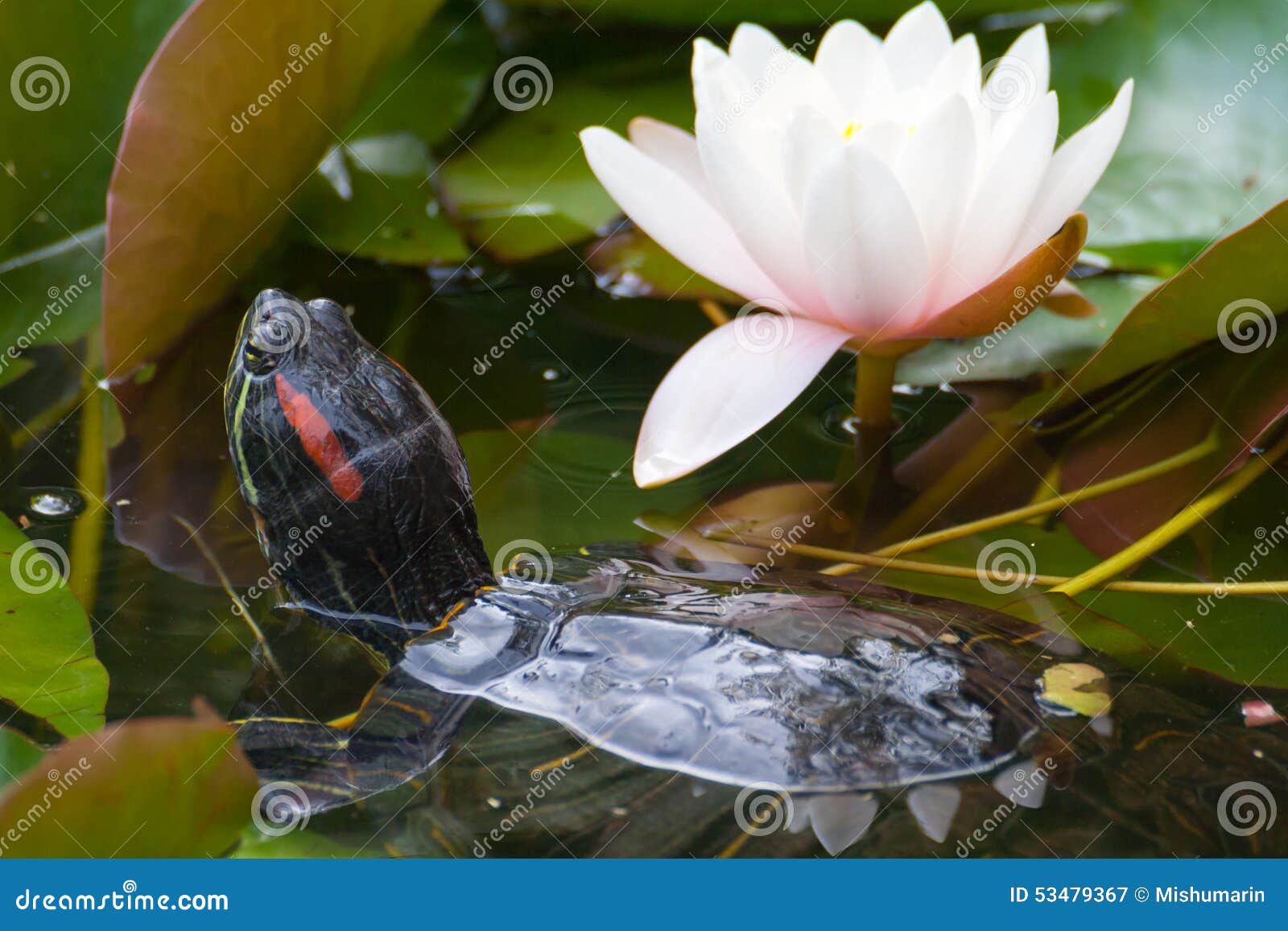 Turtle & lotus flower stock image. Image of animal - 53479367