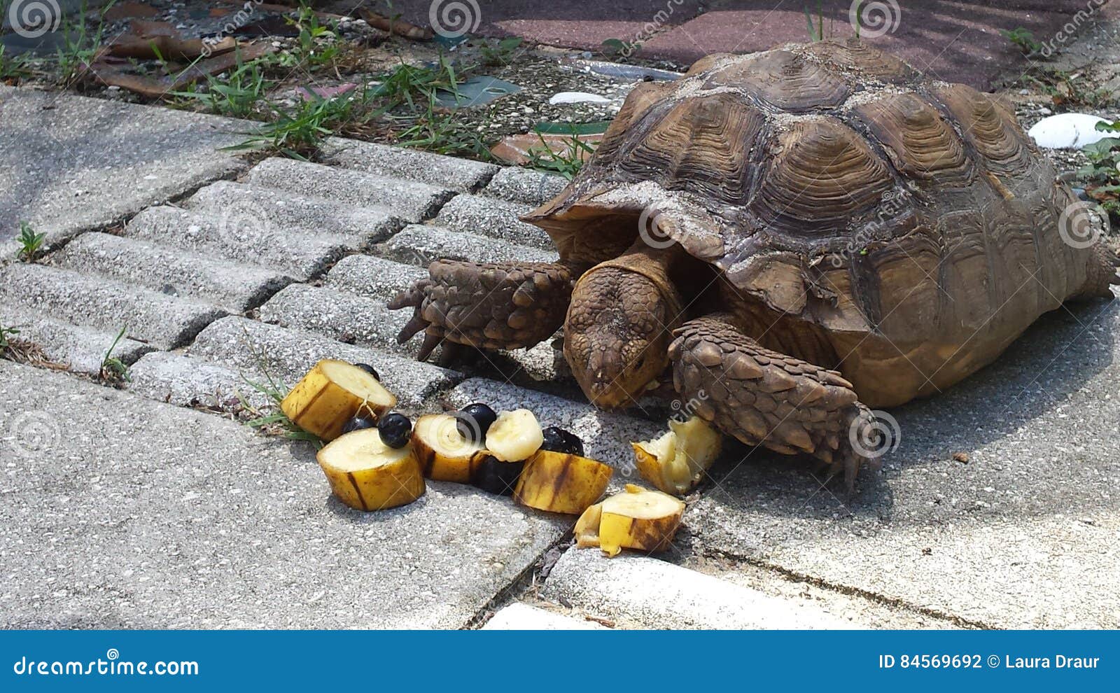 Turtle for lunch stock illustration. Illustration of lunch - 84569692