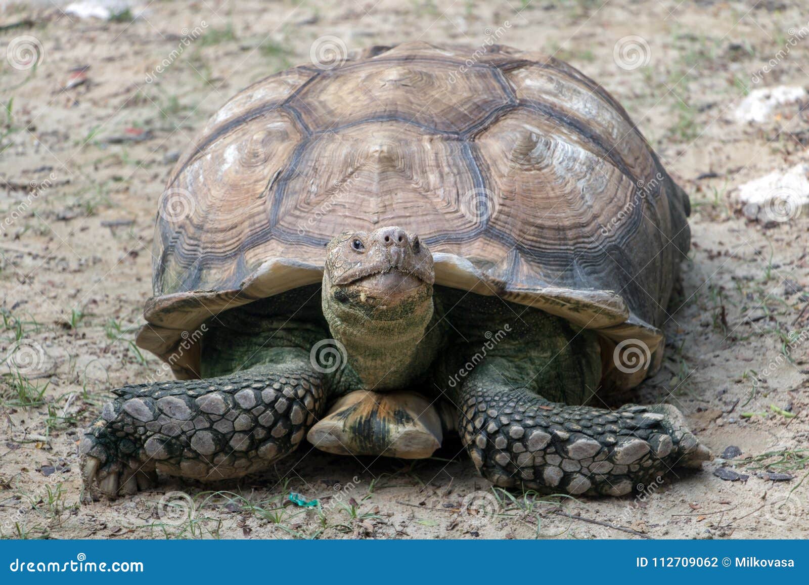 Turtle lying on the ground stock photo. Image of reptile - 112709062