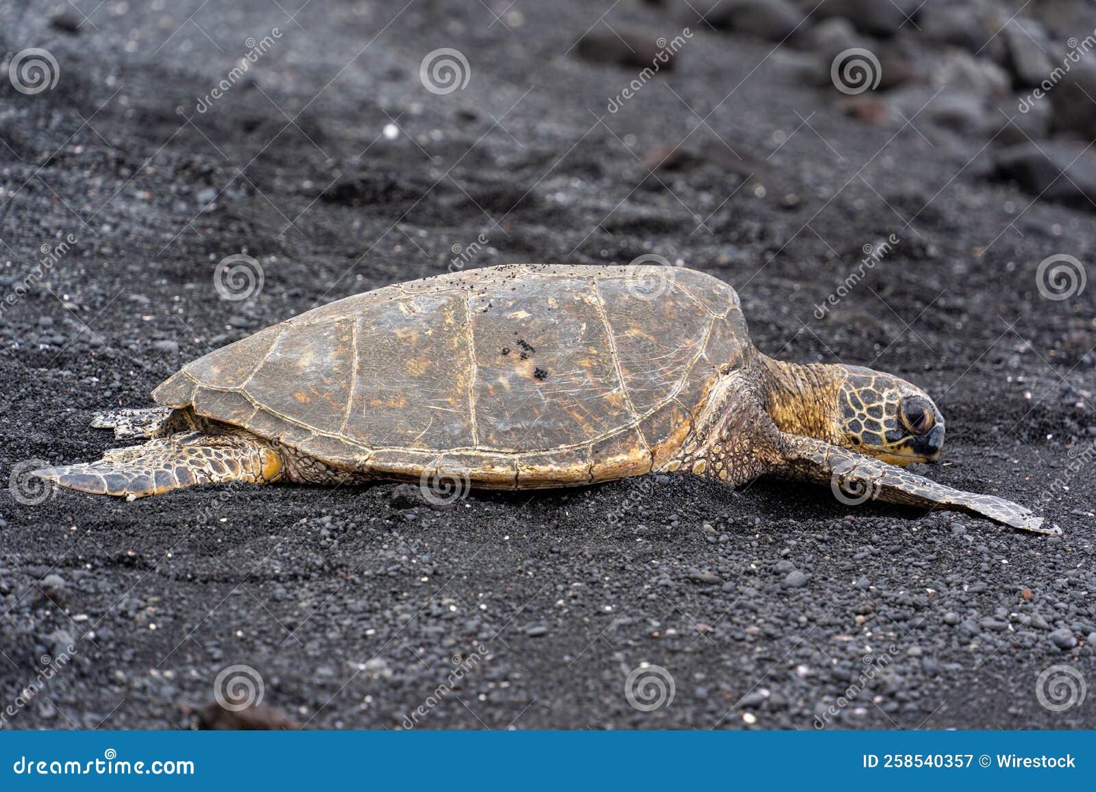 Turtle lying on a soil stock image. Image of environment - 258540357
