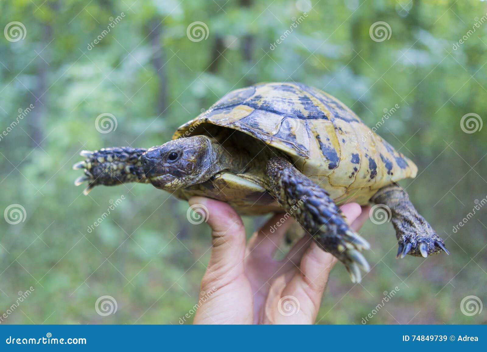 Man Holding a Turtle in the Air Stock Image - Image of amphibian ...