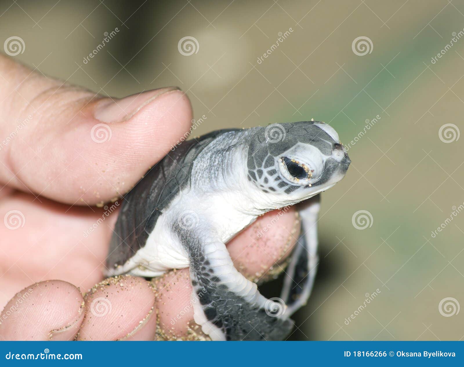 Turtle in man hand. stock photo. Image of peer, animal - 18166266