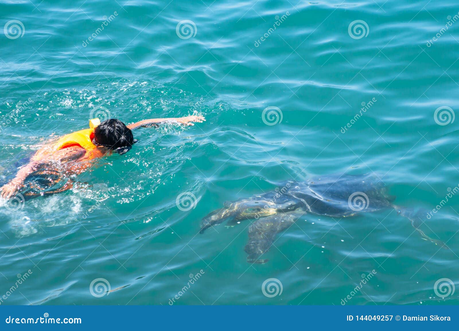 A Turtle and a Man in the Pacific Ocean Stock Image - Image of reptile ...
