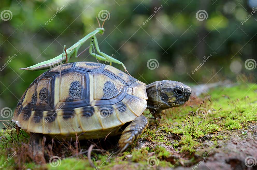 Turtle and mantis stock image. Image of chelydridae, nature - 99110791
