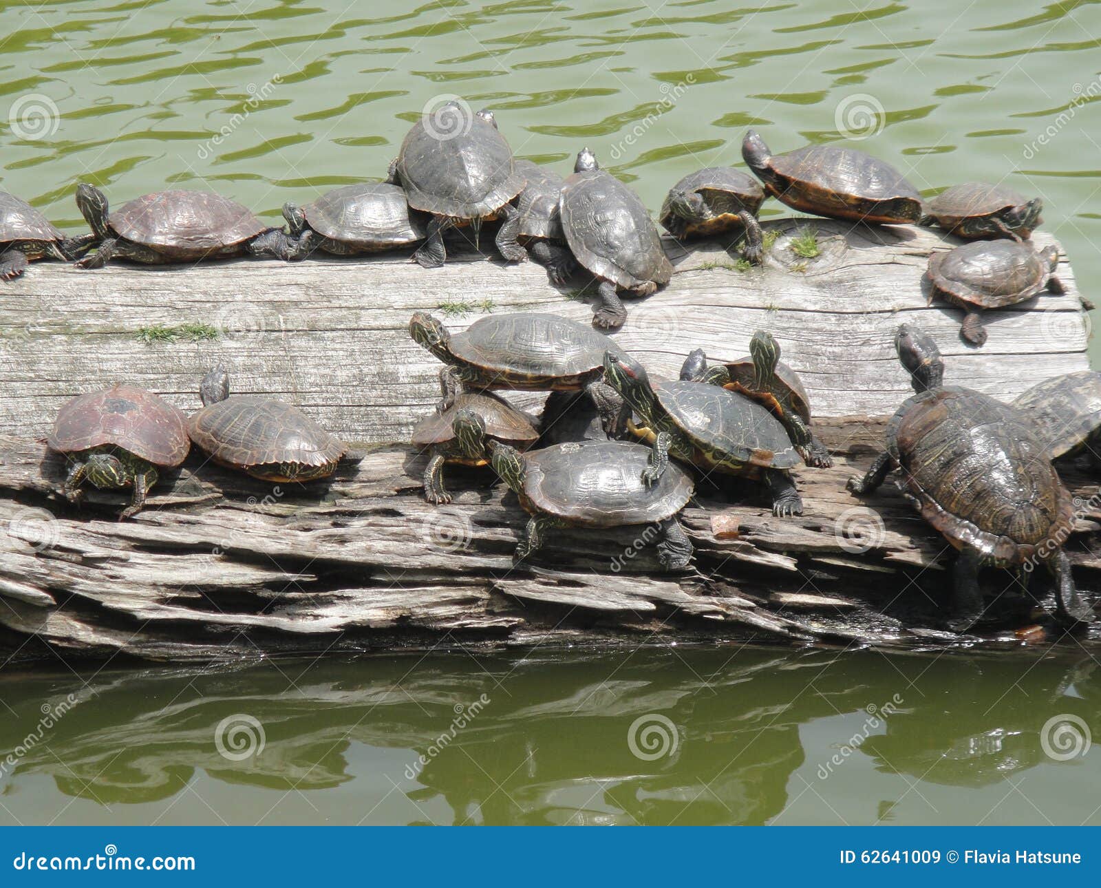 Turtle stock image. Image of animal, nature, turtle, tree - 62641009