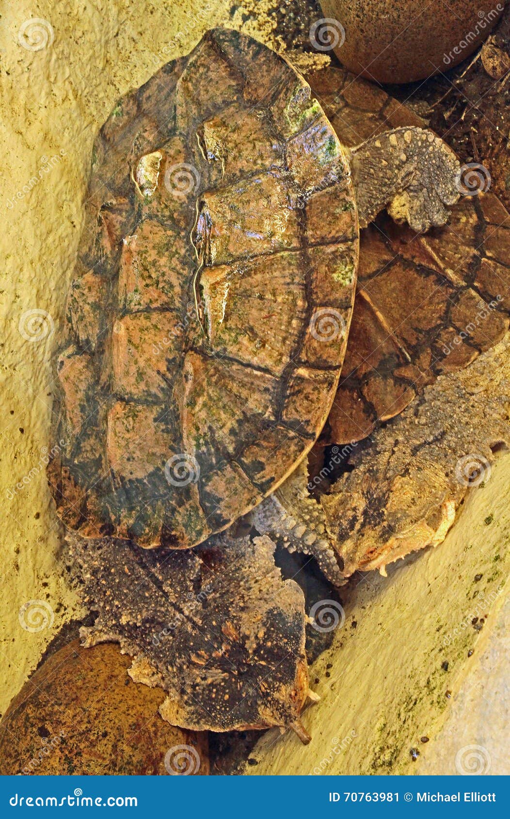 Giant Mata Mata Turtle