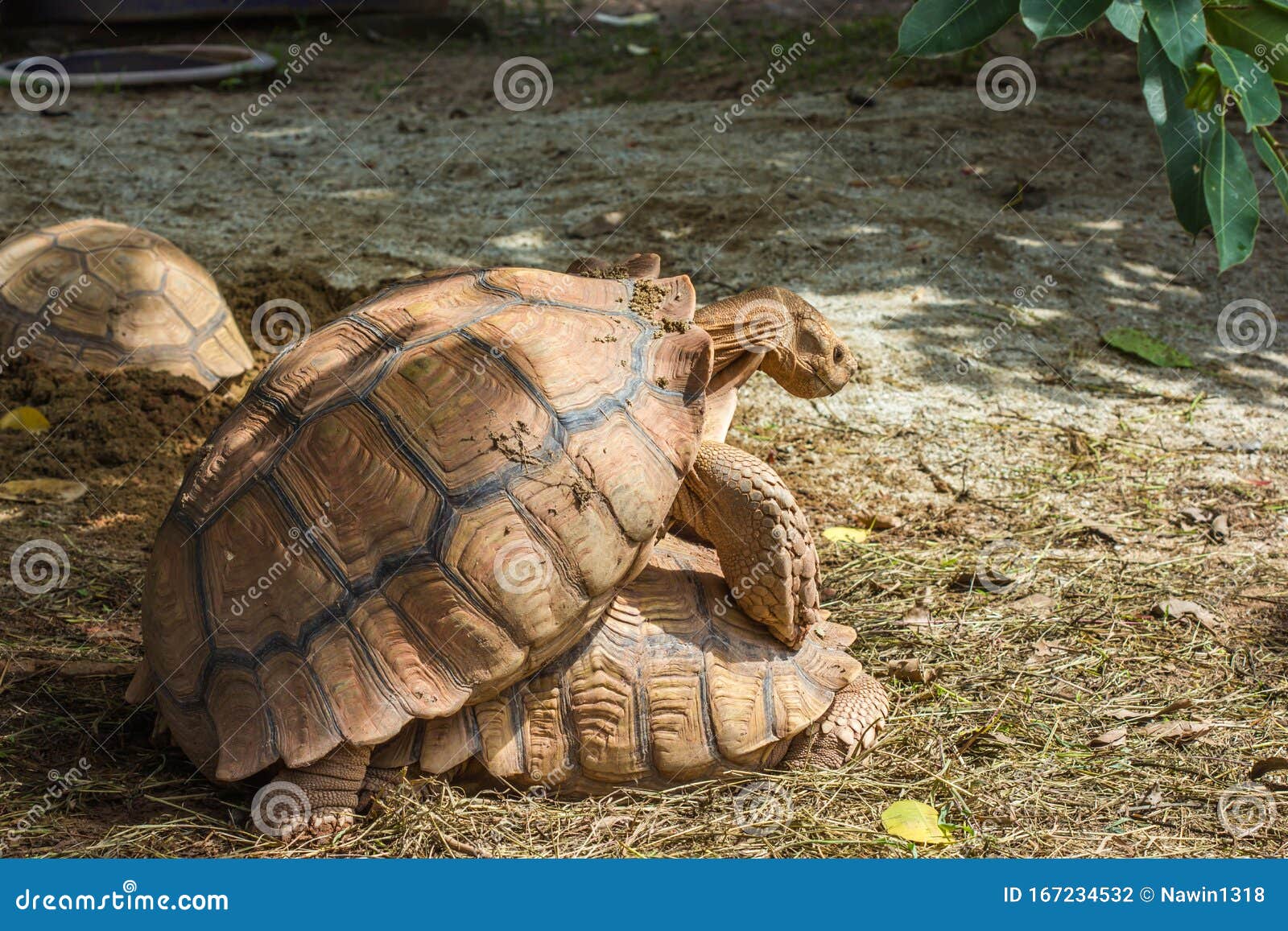 Turtle Mating in Public Zoo Stock Photo - Image of tortoise, isolated ...