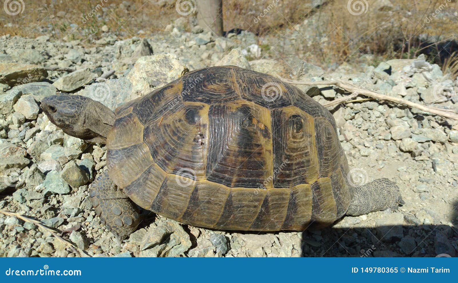 A Turtle in the Mediterranean Stock Image - Image of aegean ...