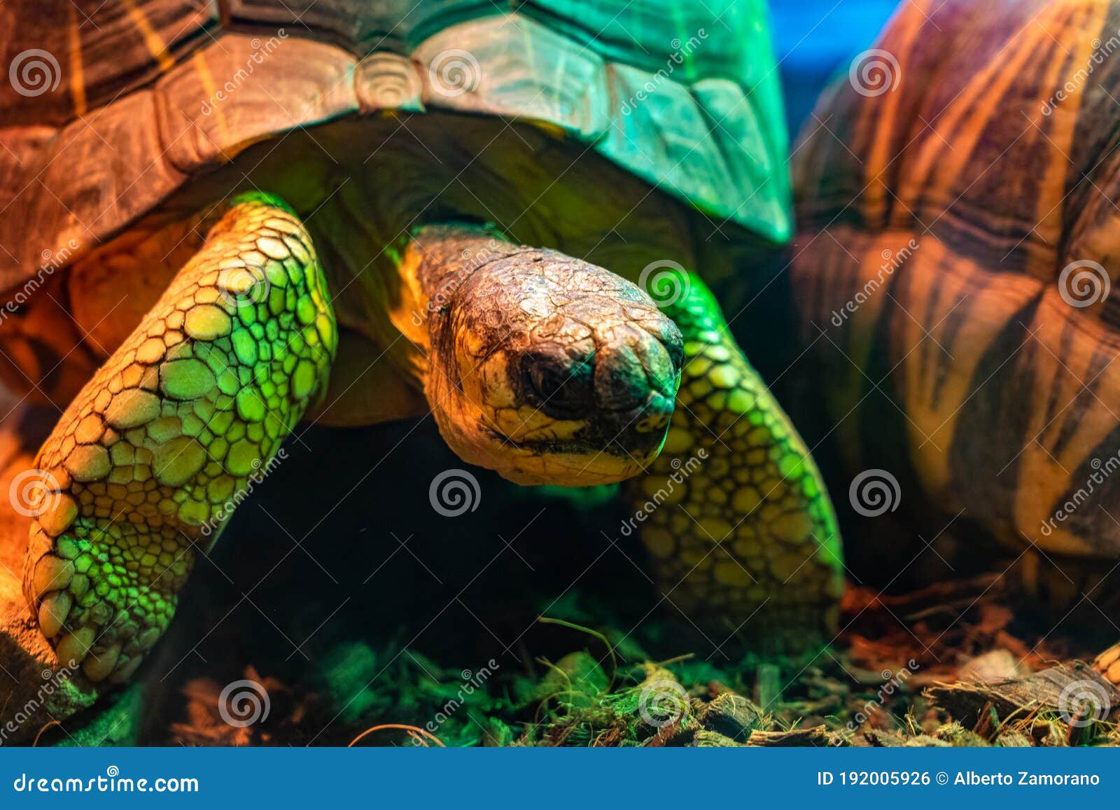 Turtle Mini-serre Turtle Barcelone Au Zoo Photo stock - Image du ...