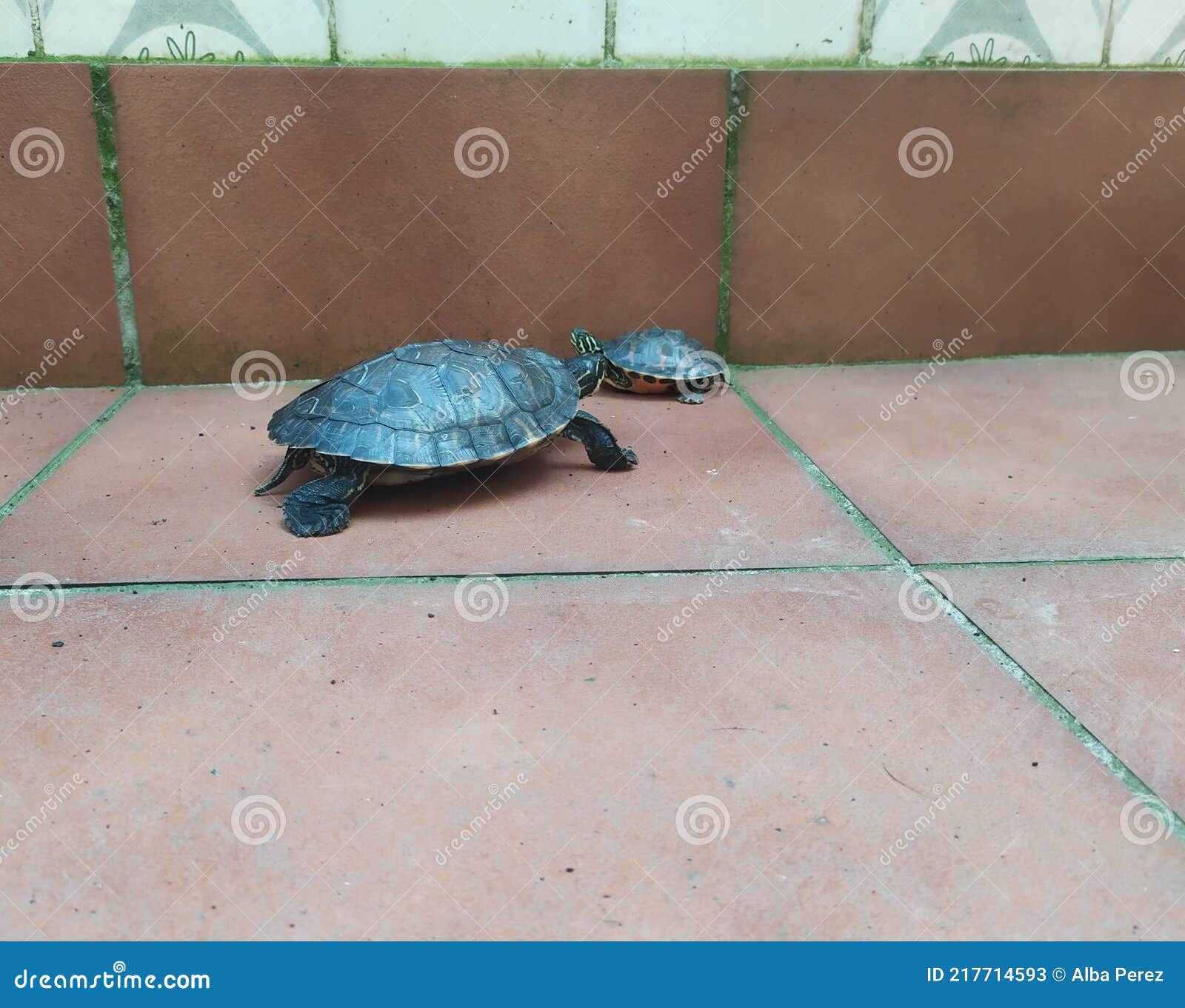 A Turtle Mom and Her Daughter Walking Around the Terrace Stock Image ...