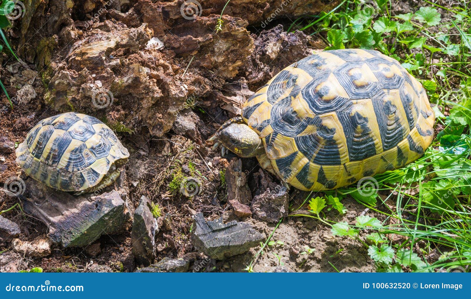 Turtle Mom and Little Turtle Walking on the Grass. Geochelone Sulcata ...