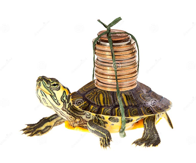 Turtle with money stock image. Image of move, savings - 16305567