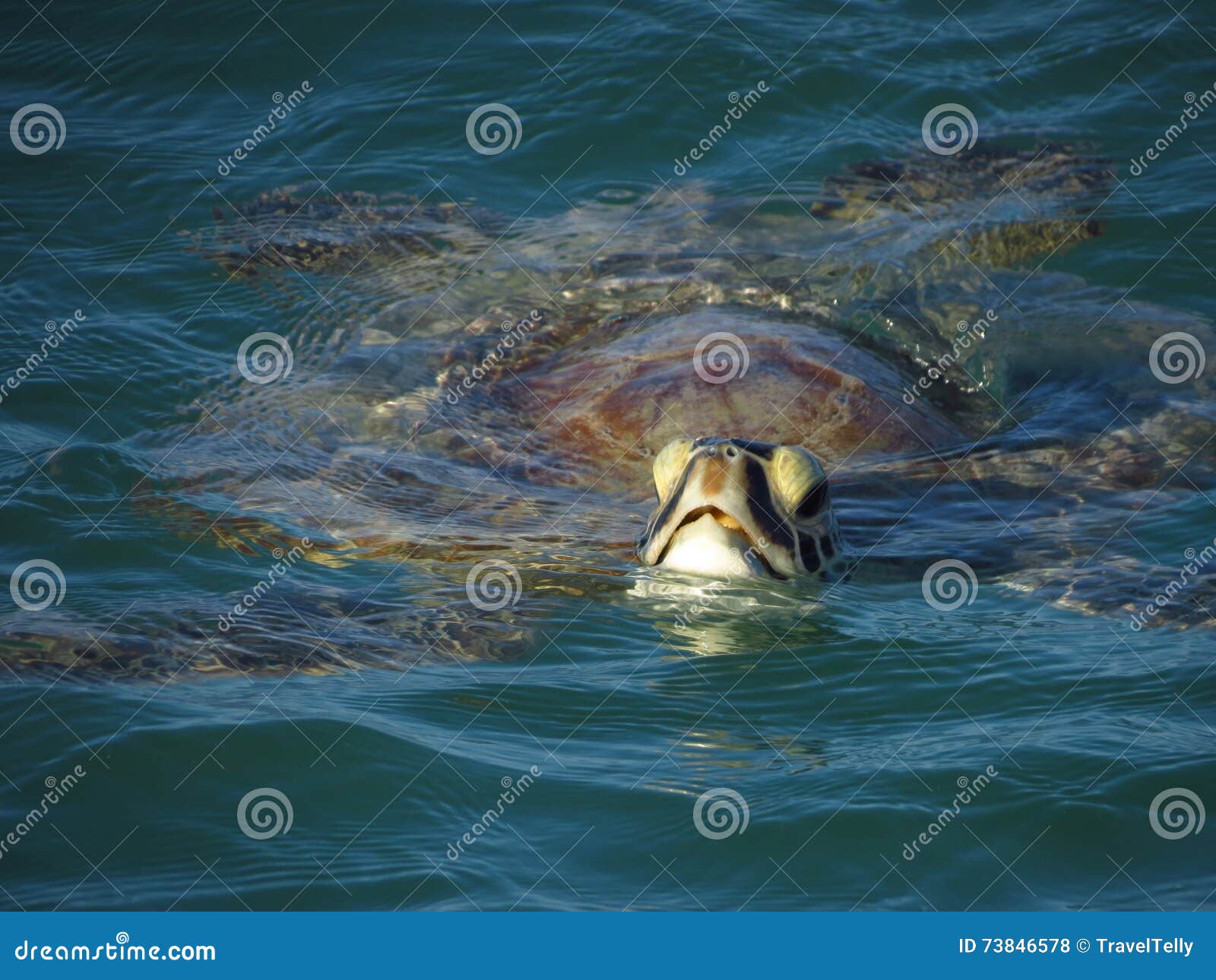 Turtle in Monkey Mia stock photo. Image of animals, western - 73846578