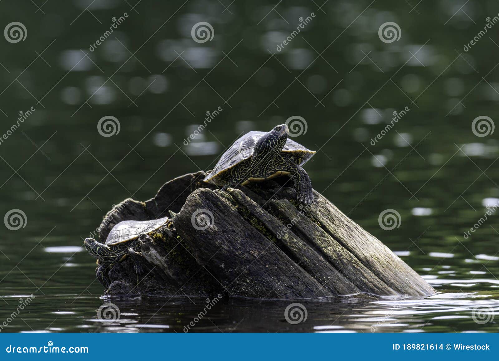 Turtle at the Morris Island Conservation Area Stock Photo - Image of ...