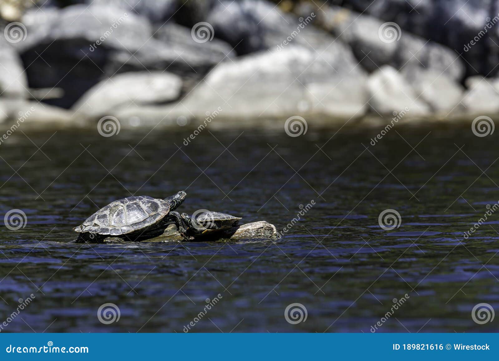 Turtle in the Morris Island Conservation Area Stock Photo - Image of ...