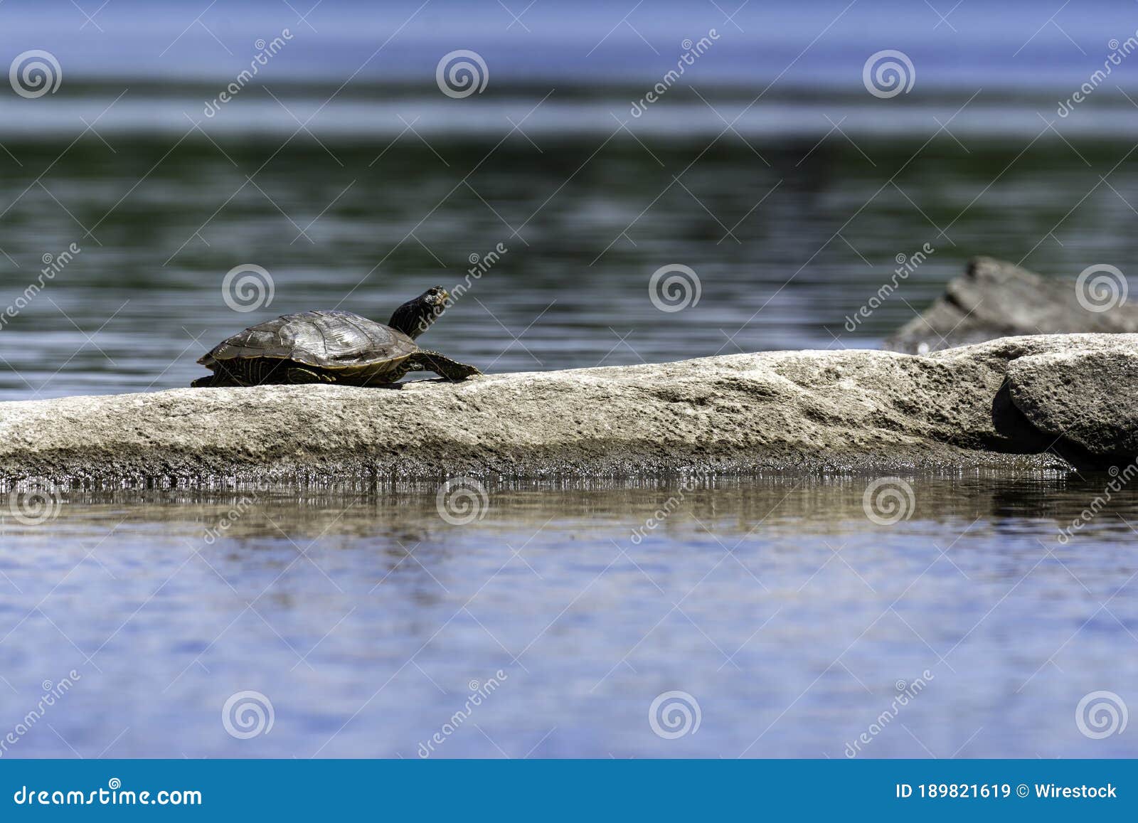 Turtle in the Morris Island Conservation Area Stock Image - Image of ...