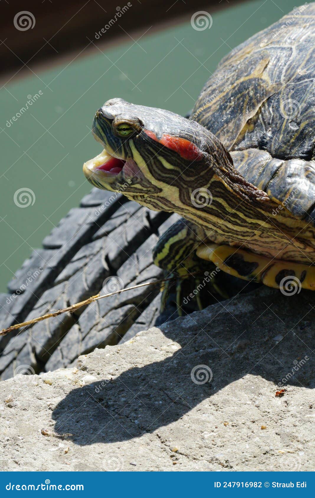 Turtle with mouth open stock photo. Image of leaf, lizard - 247916982