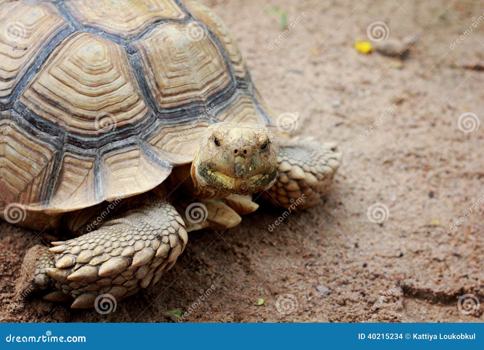 Turtle Move Slow in the Zoo Stock Photo - Image of salamander, move ...