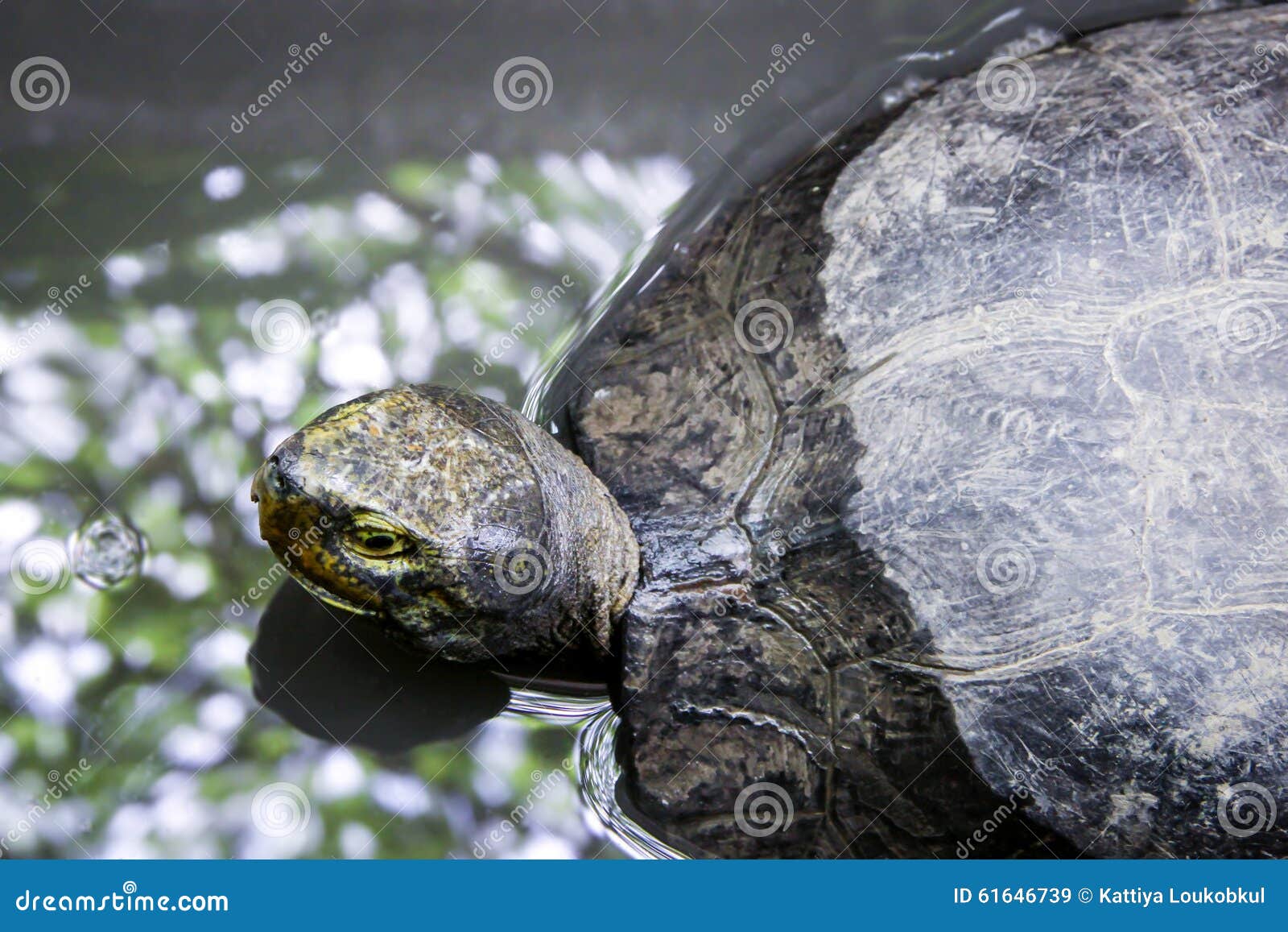 Turtle Move Slow in the Zoo Stock Image - Image of focus, tortoise ...