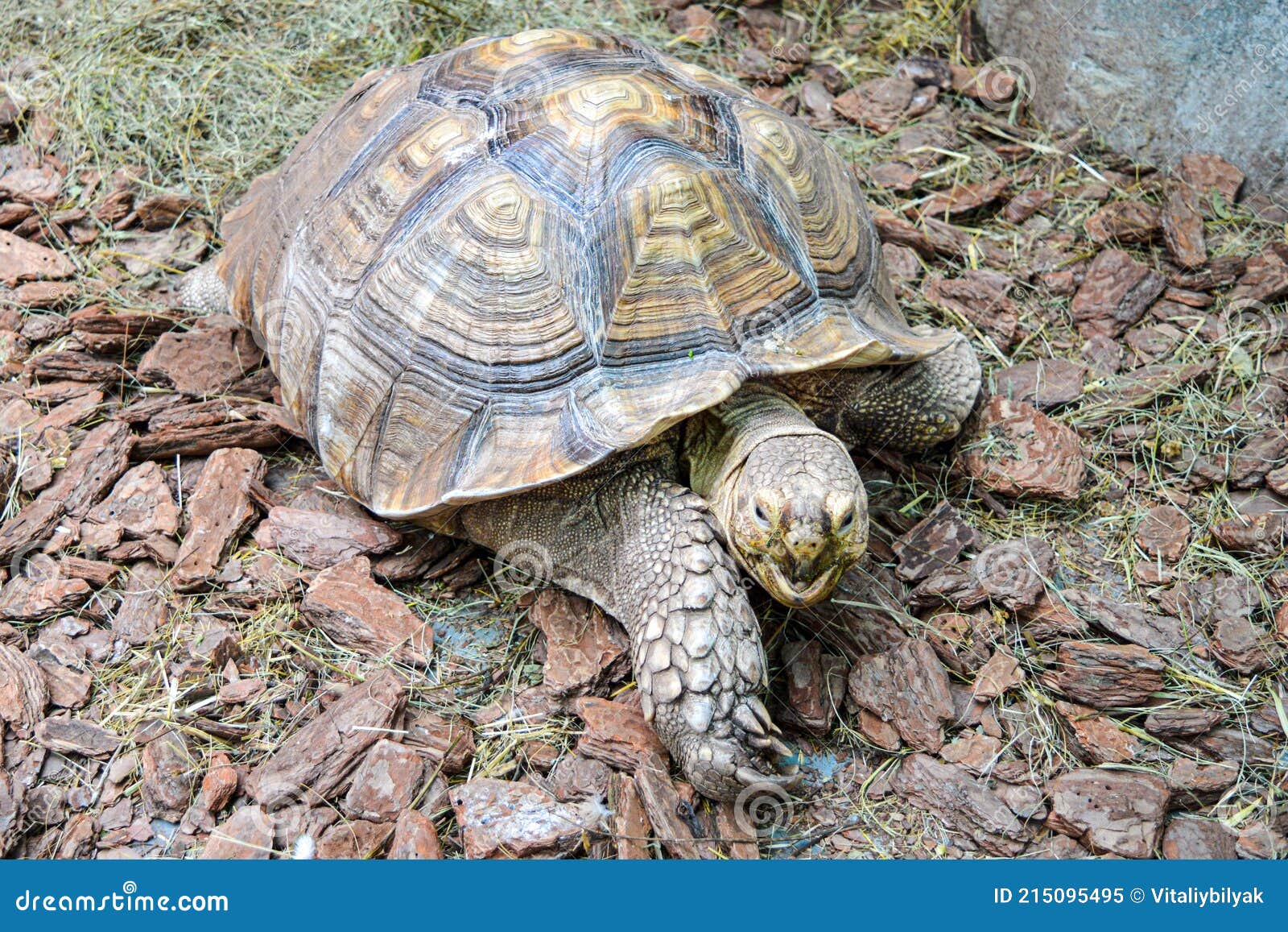 Moving Turtle Wants To Climb On The Stairs Concept Composition Royalty ...