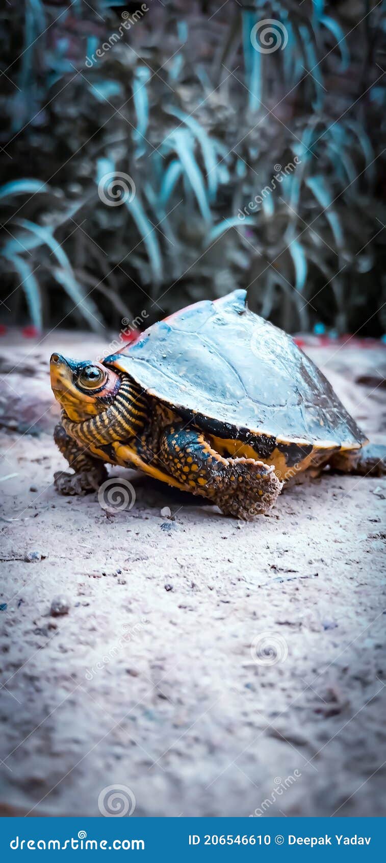 A turtle is moving out stock photo. Image of tortoise - 206546610