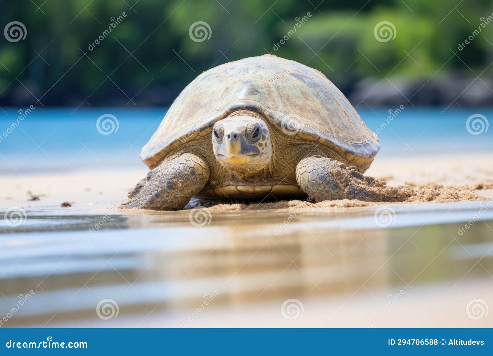 A Turtle Moving on a Sandy Beach Stock Photo - Image of coastal, nature ...