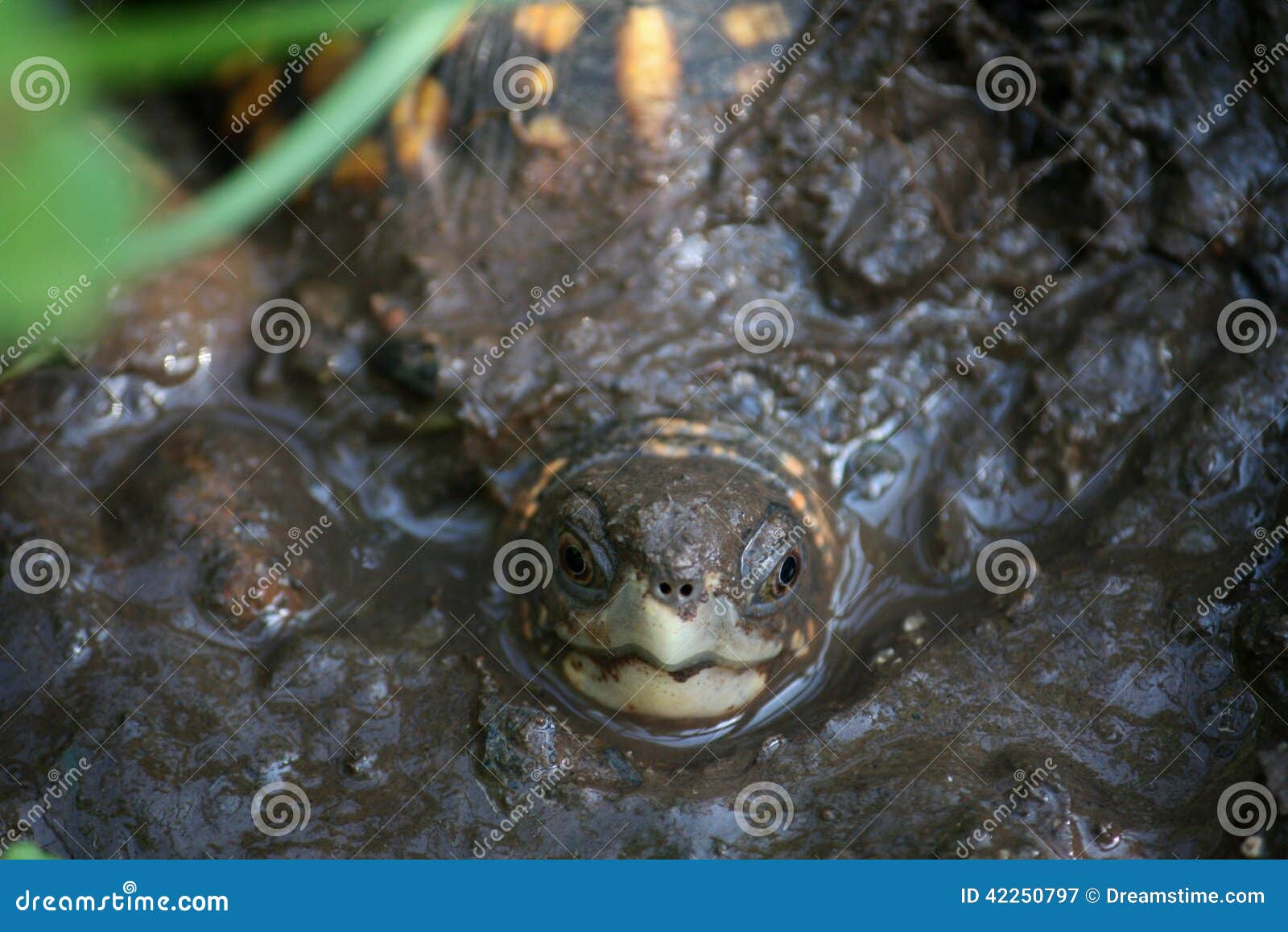 Turtle in the mud stock image. Image of face, water, head - 42250797