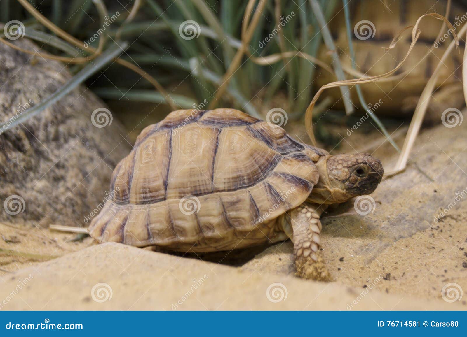Turtle, 2015 stock image. Image of grass, munich, germany - 76714581