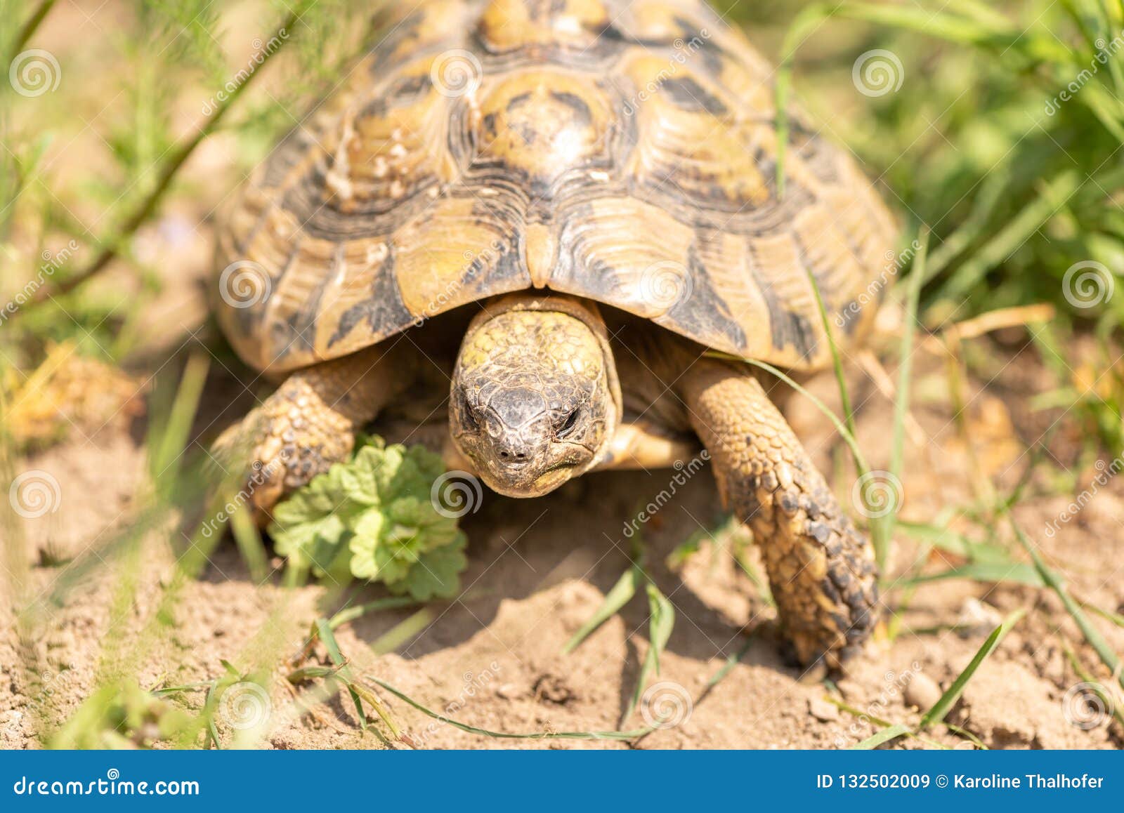 Turtle in nature stock image. Image of natural, closeup - 132502009