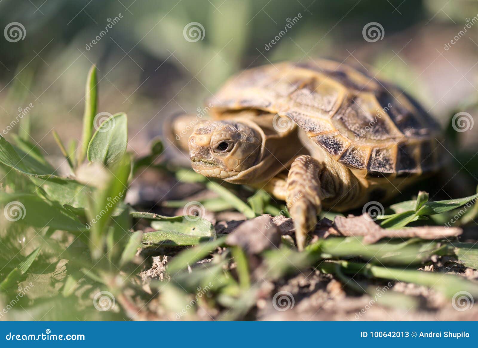 Turtle in nature stock image. Image of african, brown - 100642013
