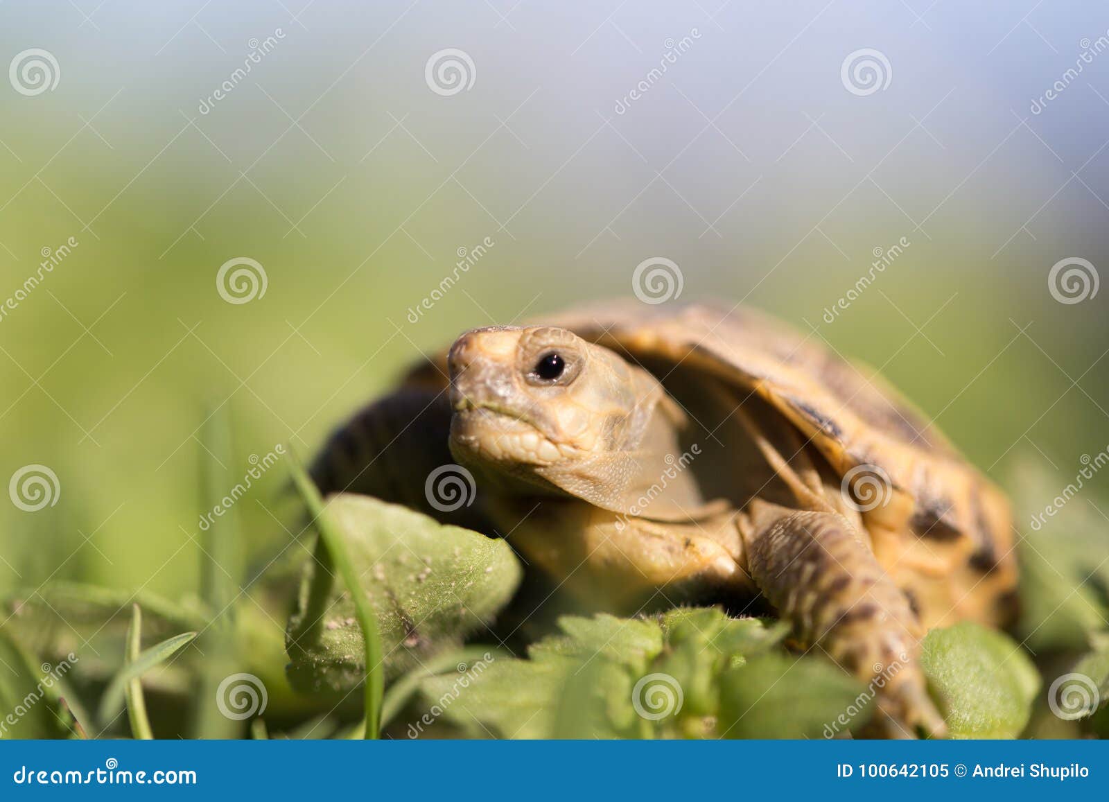 Turtle in nature stock image. Image of nature, species - 100642105