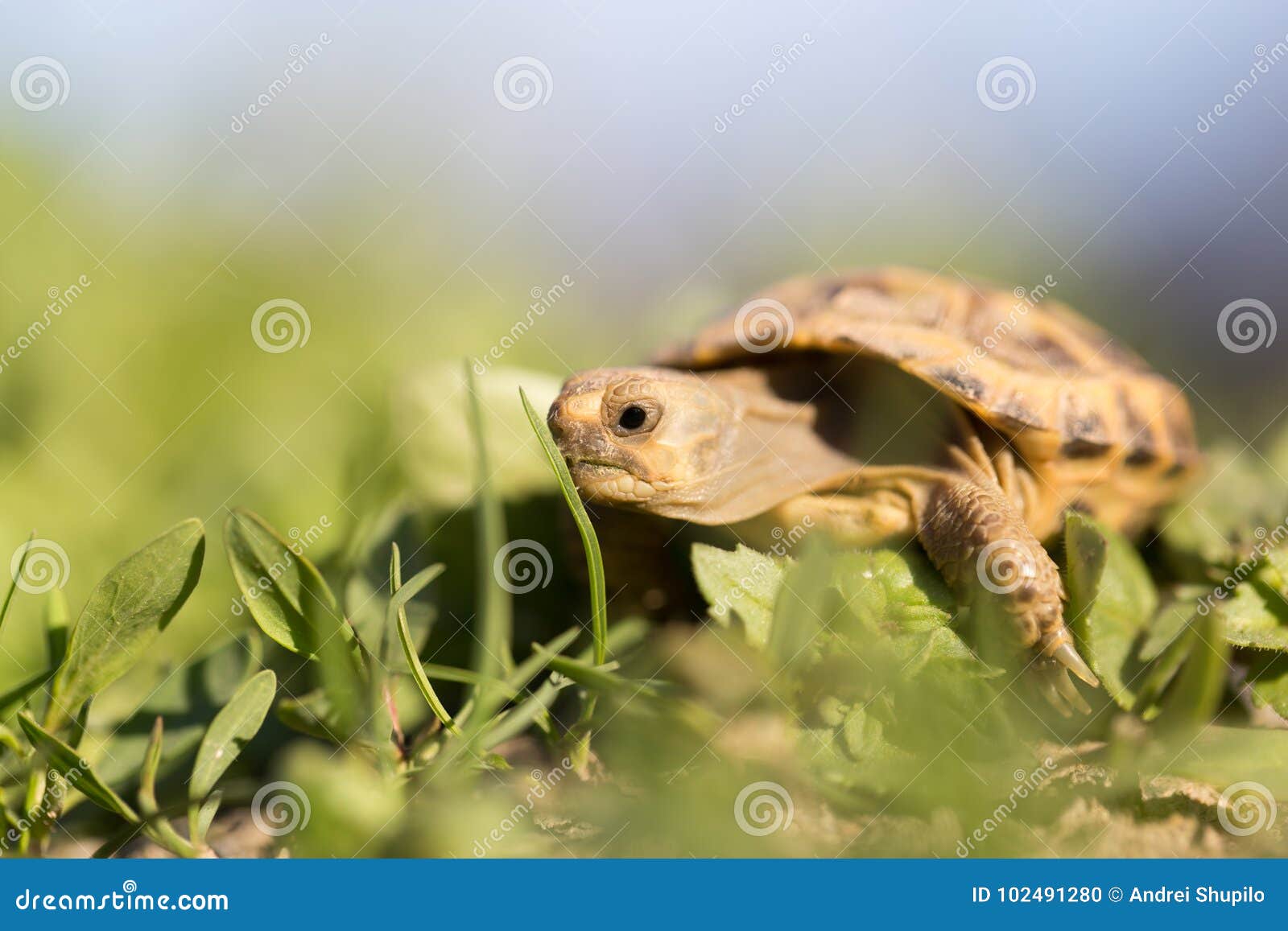 Turtle in nature stock photo. Image of vertebrate, hiding - 102491280