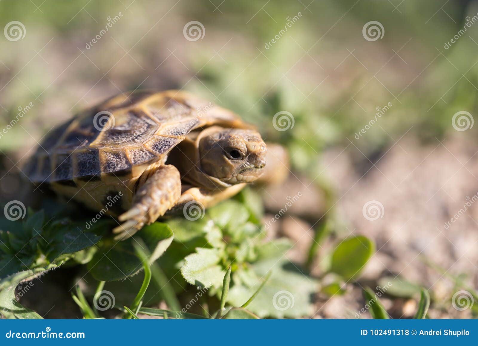 Turtle in nature stock photo. Image of cutout, slowness - 102491318